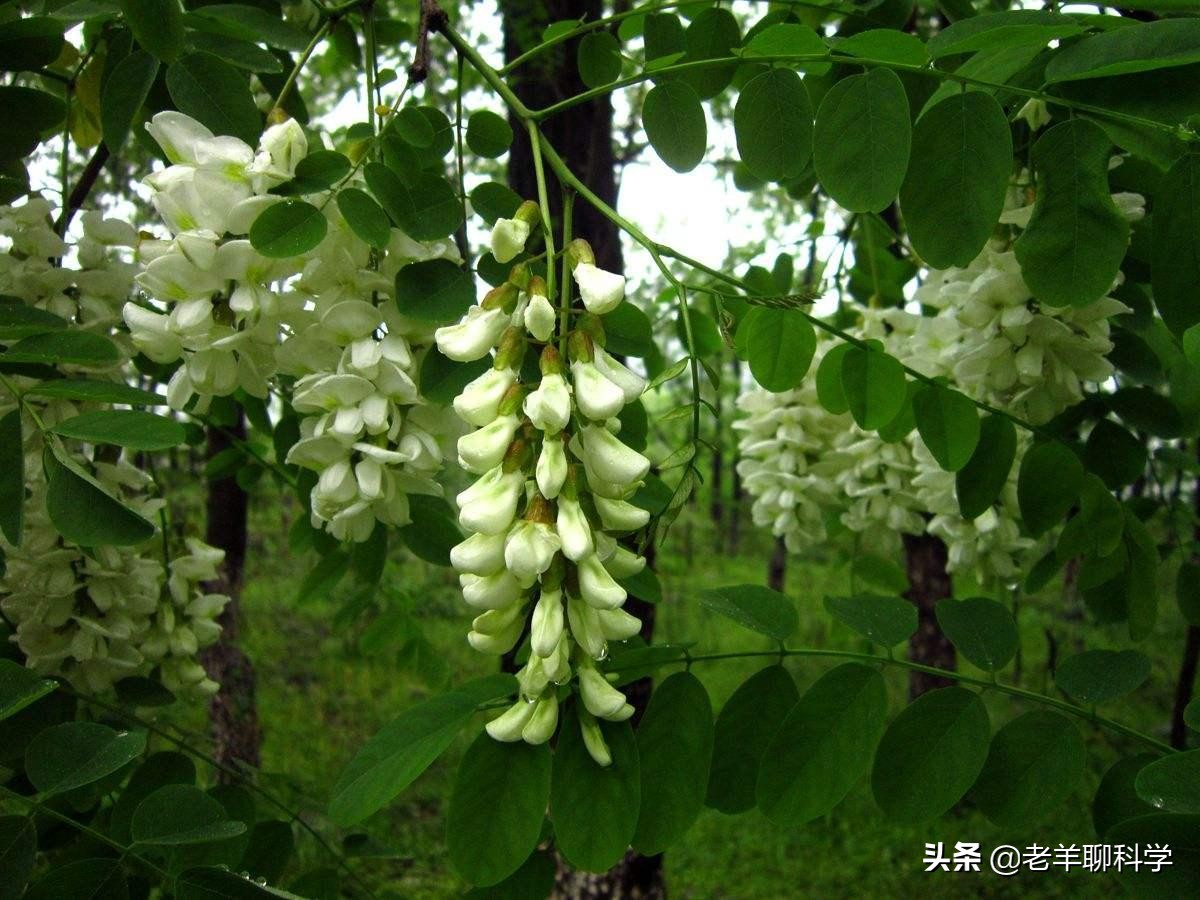 Crazy acacia: PK 3000-year-old Chinese acacia, can it come from behind ...