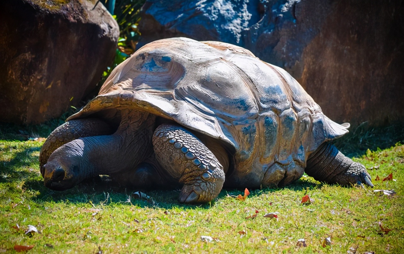 Nanyang discovered a century-old soft-shelled turtle king weighing 46 ...