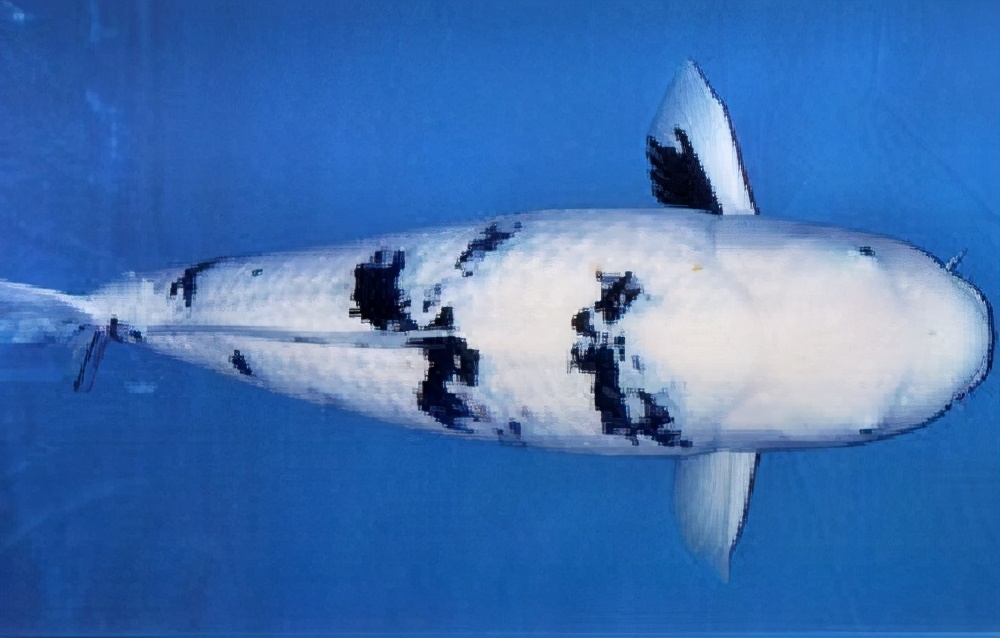 Novices who want to raise koi fish must understand it first, first ...