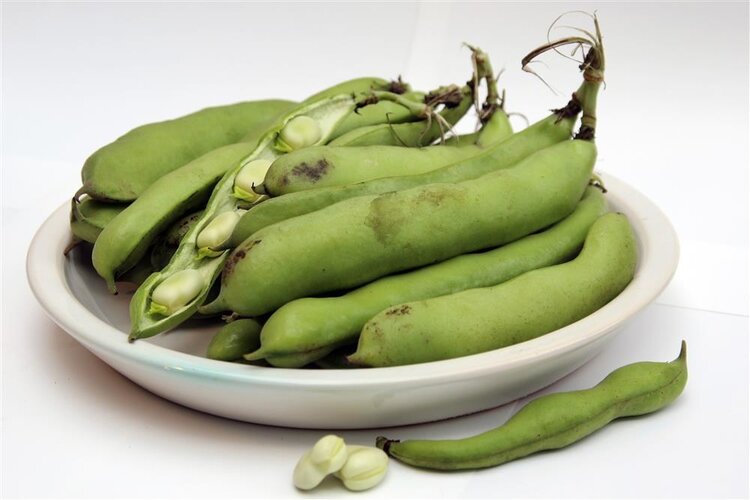 More and more male treasures are suffering from fava bean disease. What ...