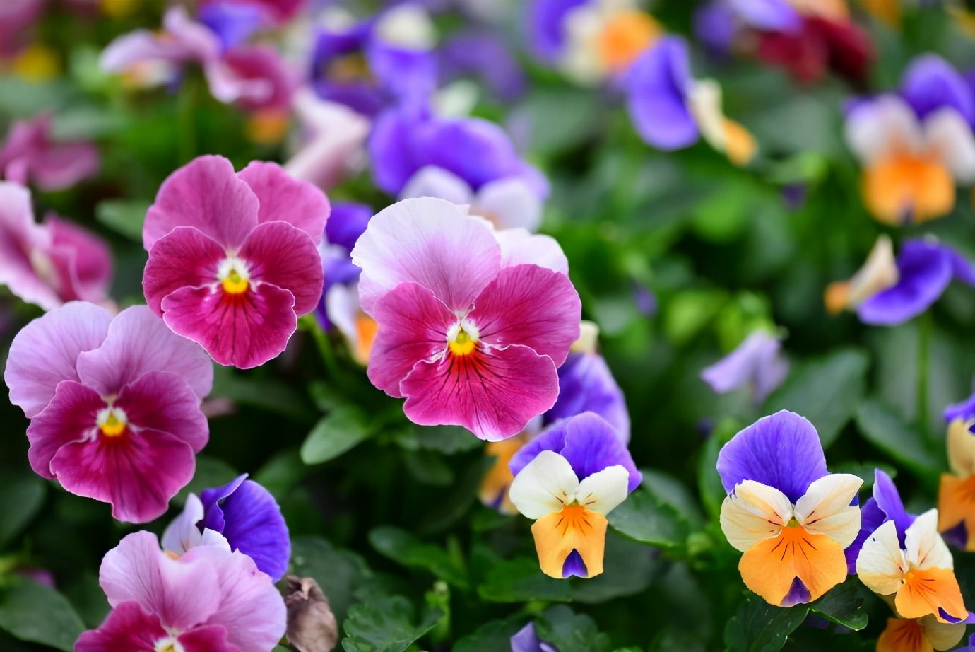 6 kinds of "cold-resistant" flowers, suitable for autumn and winter ...