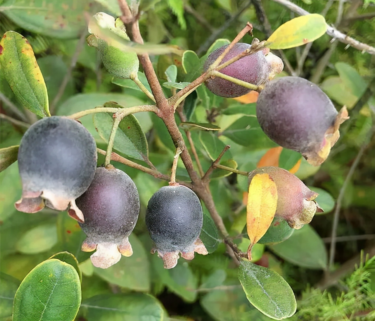 Childhood delicious-those nostalgic wild fruits - iNEWS