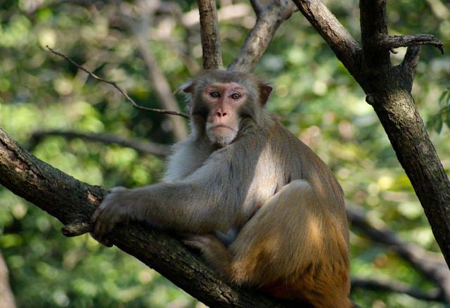 Wu Chengen asked the Jade Emperor to appoint Monkey King as "Bi Ma Wen ...