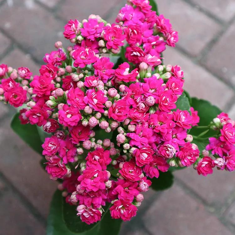 Longevity flowers are relatively "lazy", they are not suitable for ...