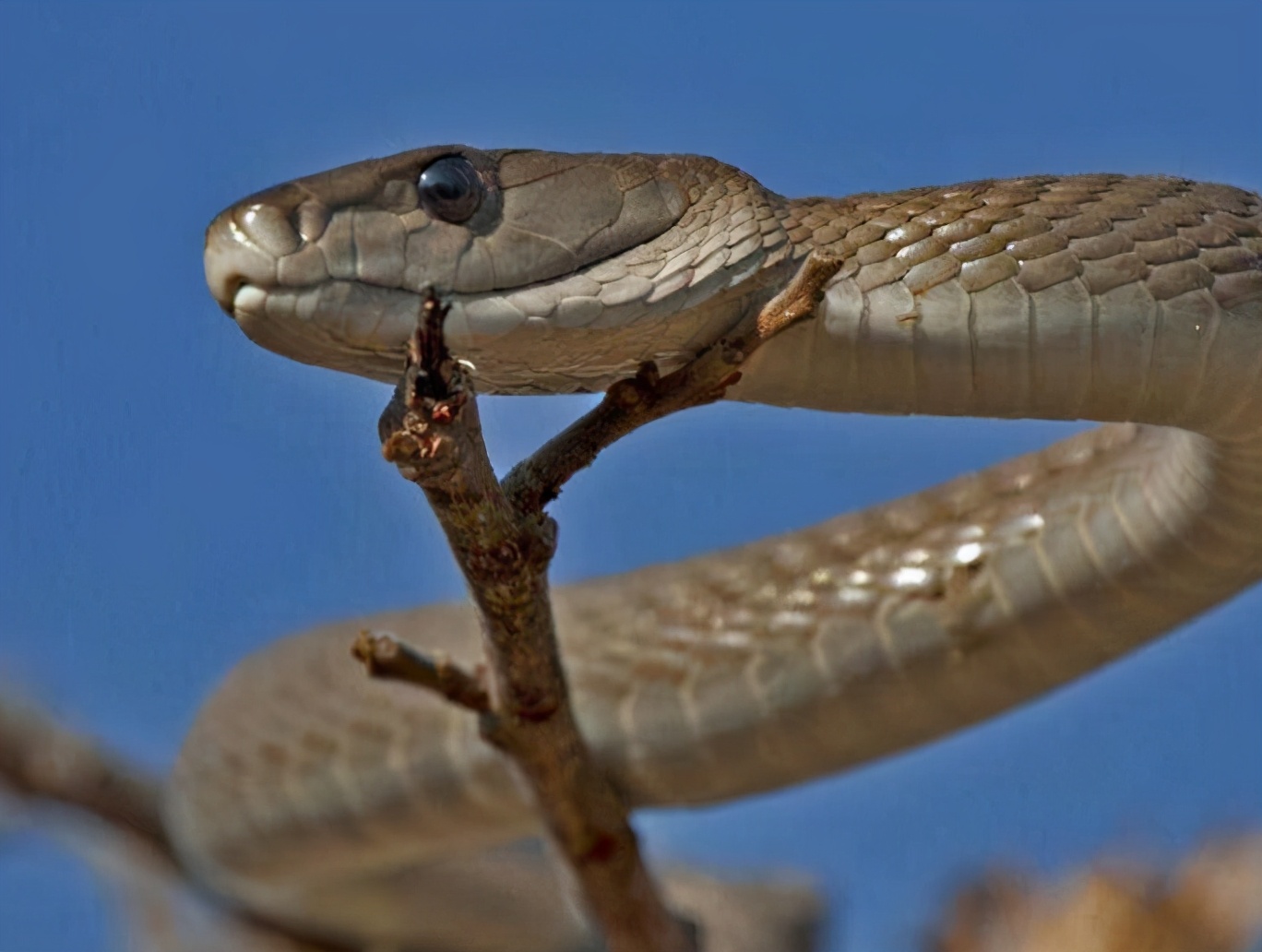"African Grim Reaper" is also crippled?Encountered a "snake catcher ...