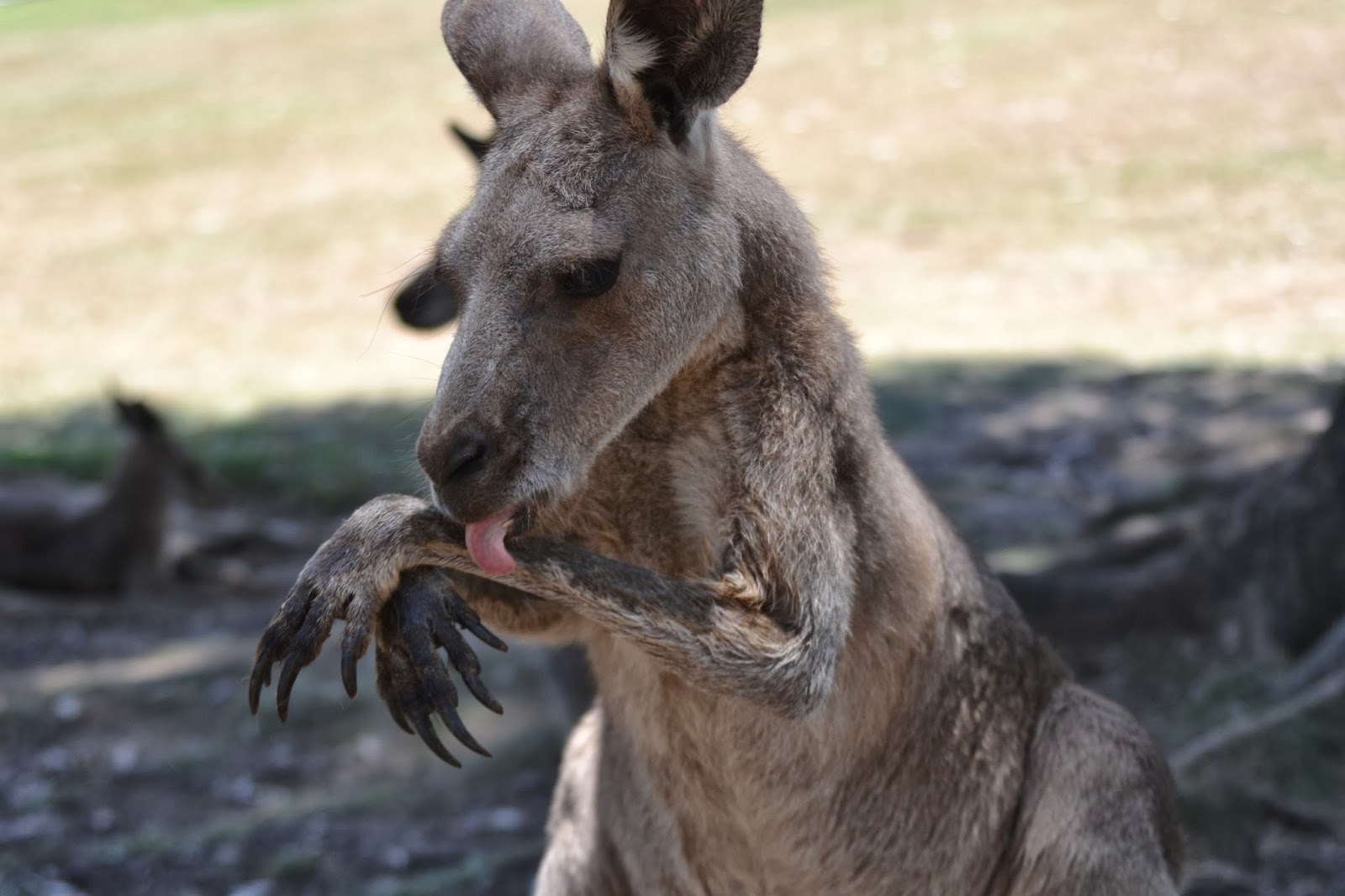 What else can Kangaroo's "short hands" do besides boxing with gloves on ...