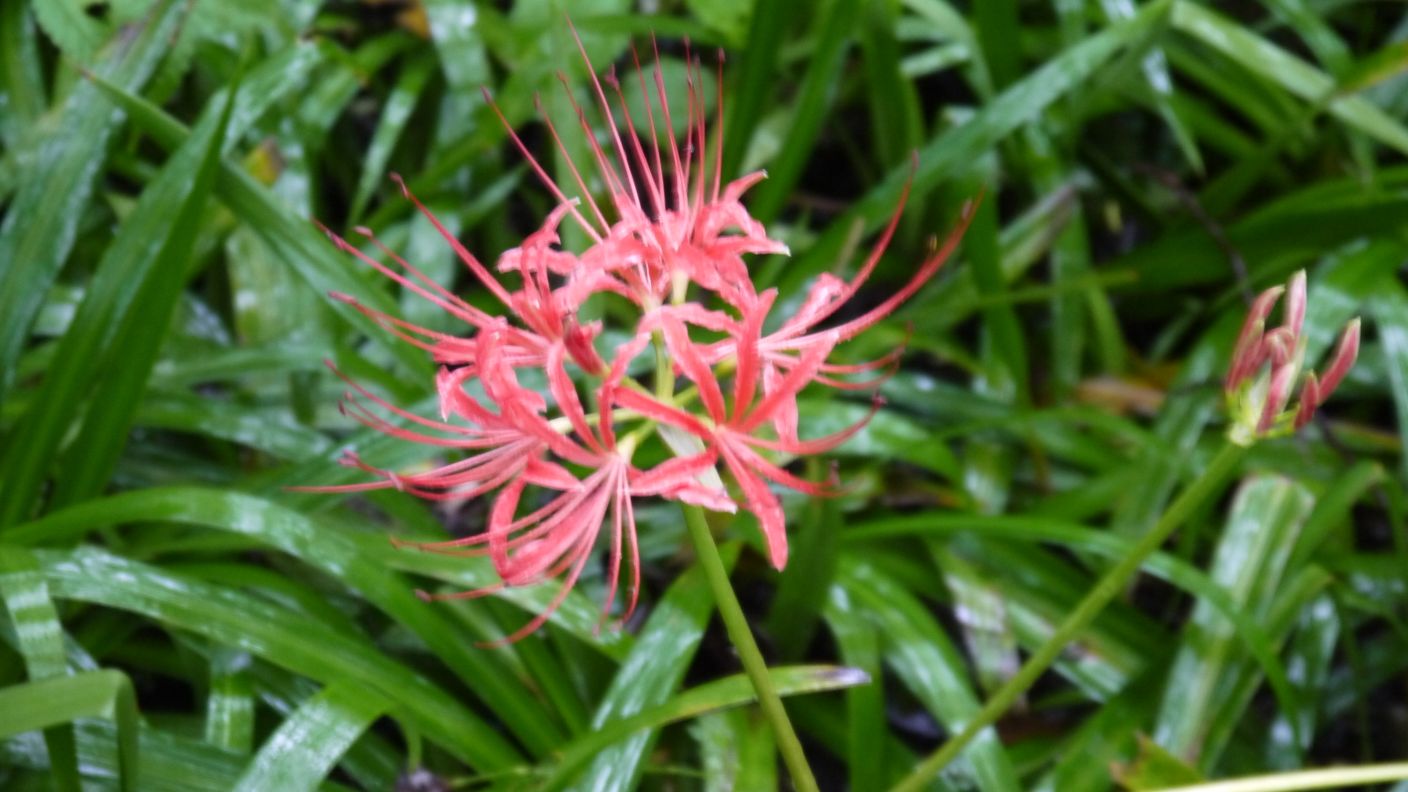 Higan Flower, have you seen it? - iNEWS