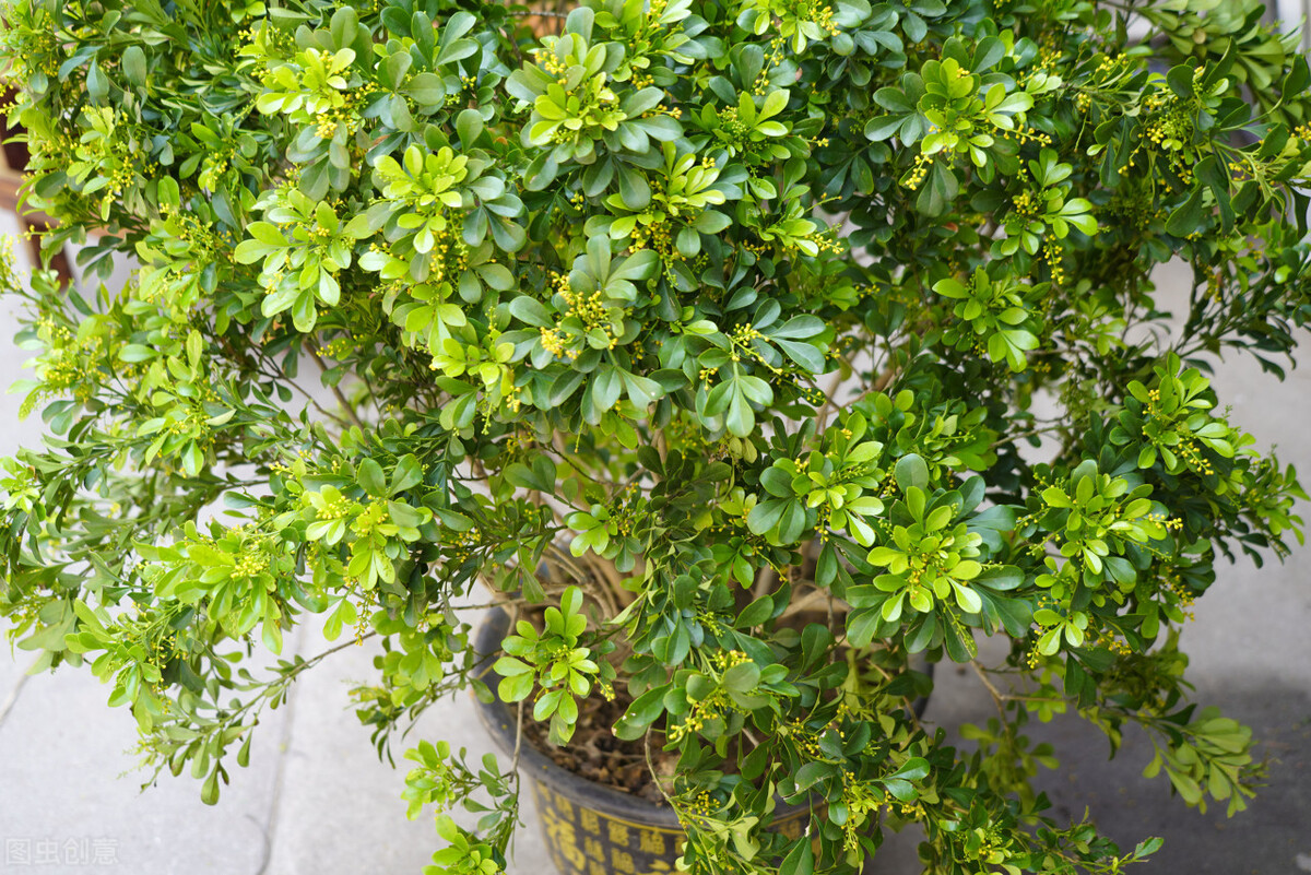 These "fragrant flowers" like "sour and smelly" fertilizer, the more ...