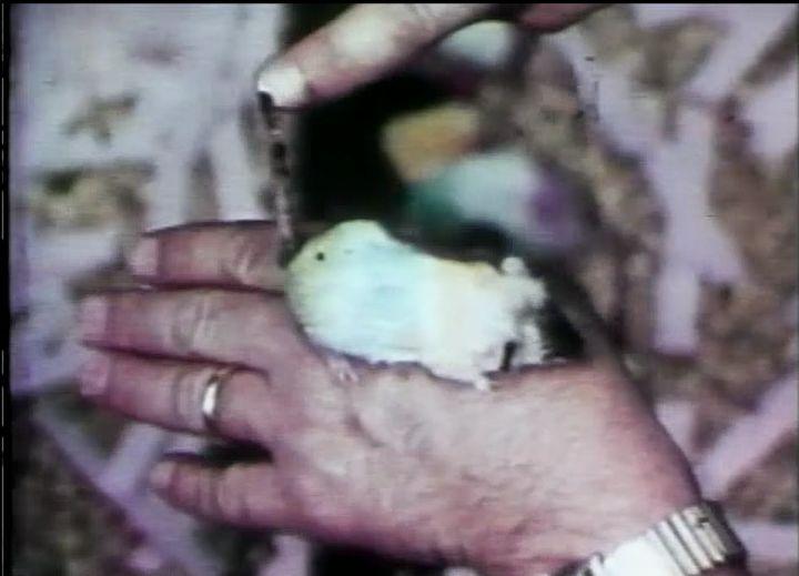 In the "Universe 25" experiment, scientists used mice to simulate a ...