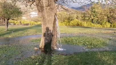 A hundred-year-old tree in foreign countries has sprayed water for more ...