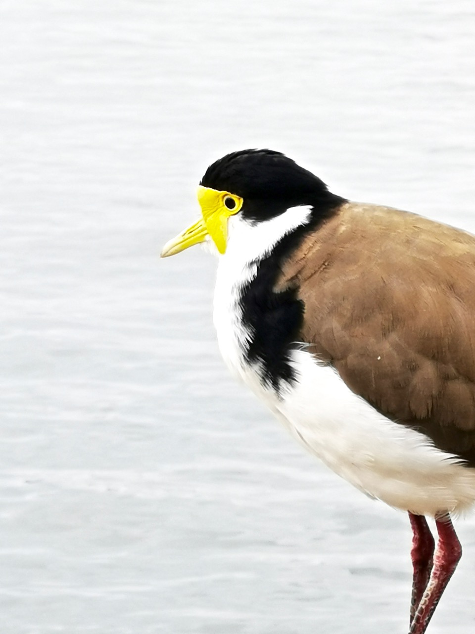 Australian durian bird with super distinctive looks - iNEWS
