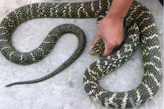 The difference between king cobra and cobra, why is China's "king snake ...