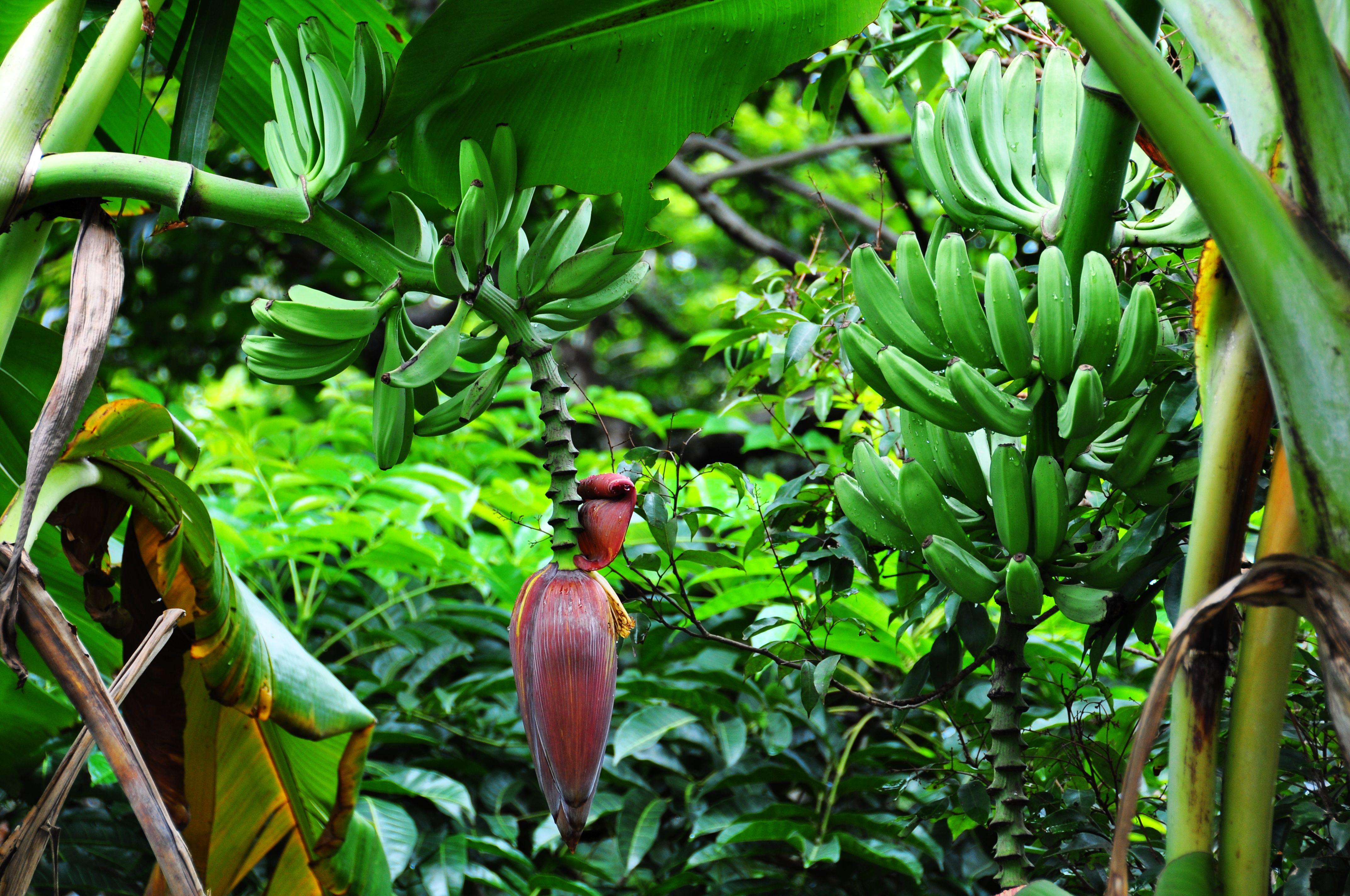 Bananas have an extinction crisis?The more delicious varieties have ...