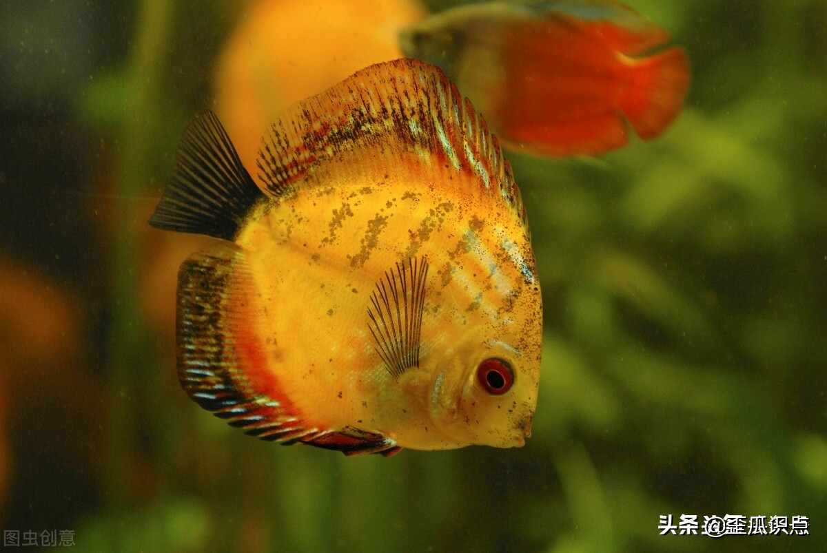 What?The fish's memory is only seven seconds? - iNEWS