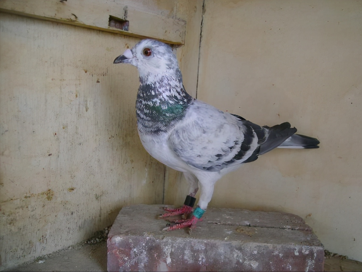 One way to cure pigeons vomiting - iNEWS