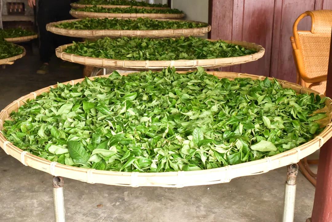Why is Yiwu's Wangong Tea so expensive? - iNEWS