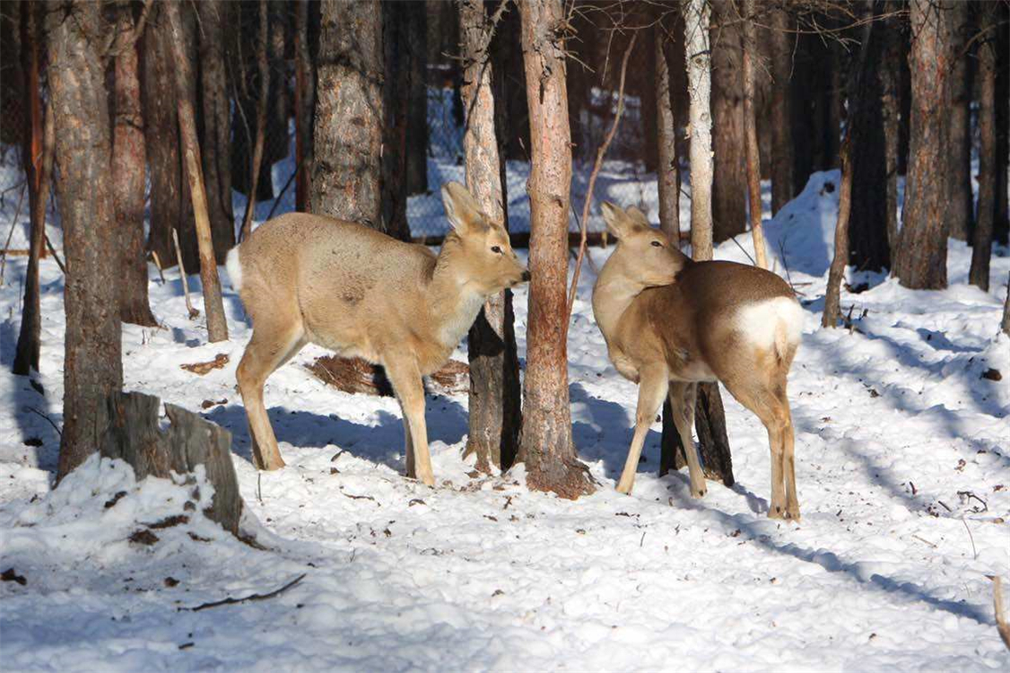 How stupid is a silly roe deer?Stupid enough that it is not extinct, is ...