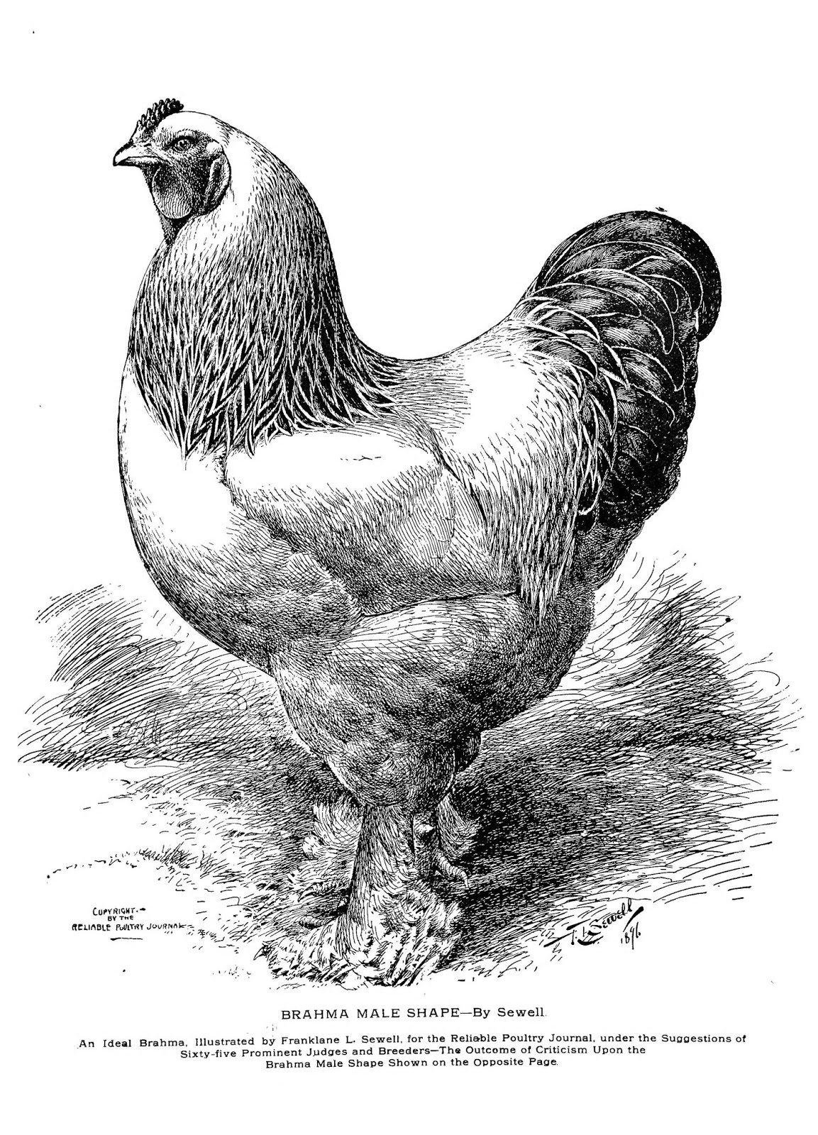 Queen Victoria's obsession with Chinese hens eventually gave birth to ...