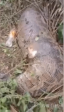 A Thai python, about five meters long, swallowed a cow, but the snake's ...