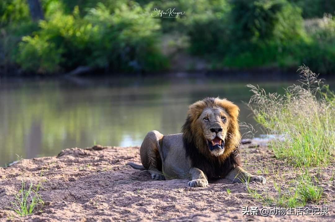 Black dam lion: after being besieged by his own son, he stepped down ...