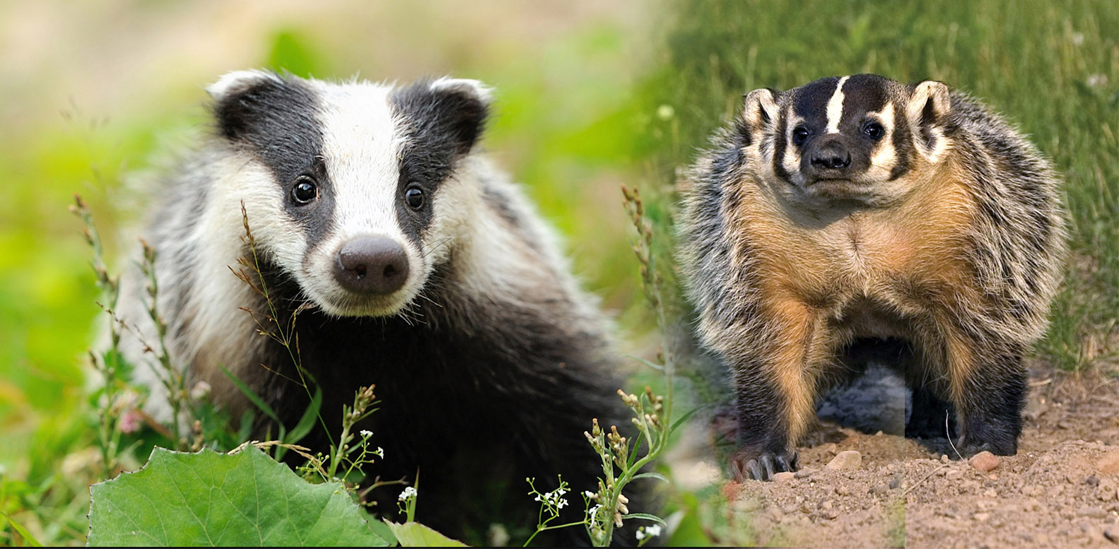 Coyotes and badgers, both enemies and friends, are more "rational" than ...