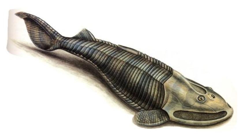 Deng's fish: A slug, under the siege of the strange shrimp, sea ...