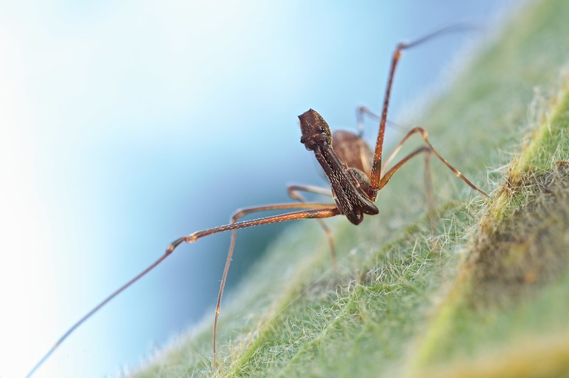 A weird spider that looks like a pelican, doesn't like weaving webs ...