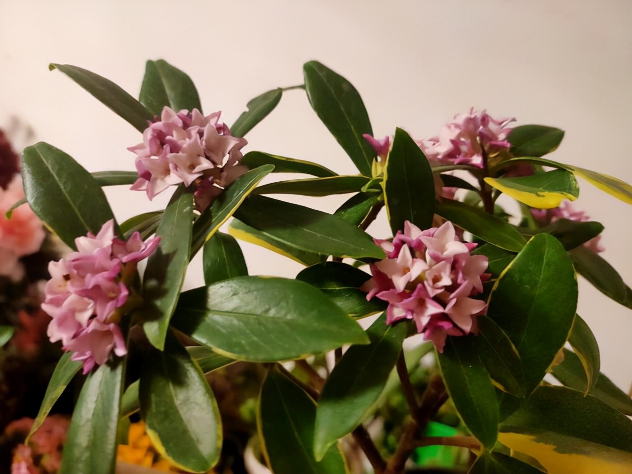 A very fragrant woody flower that blooms and fragrant in the room. It ...