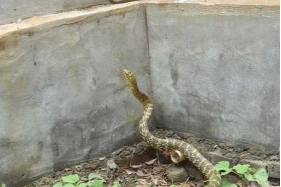 The snake that likes to steal eggs is called the "king of snakes" and ...
