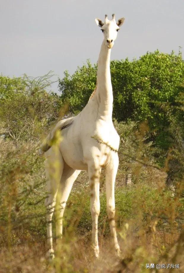 According to the legend, there is only one white unicorn (giraffe) that ...