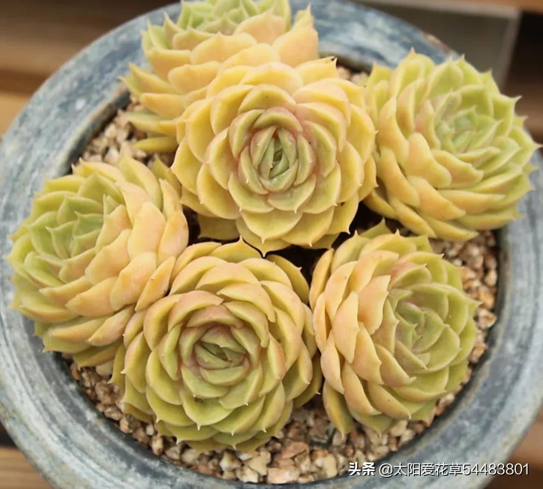 Breeding succulent On Snow in autumn, master 4 tips to achieve a ...