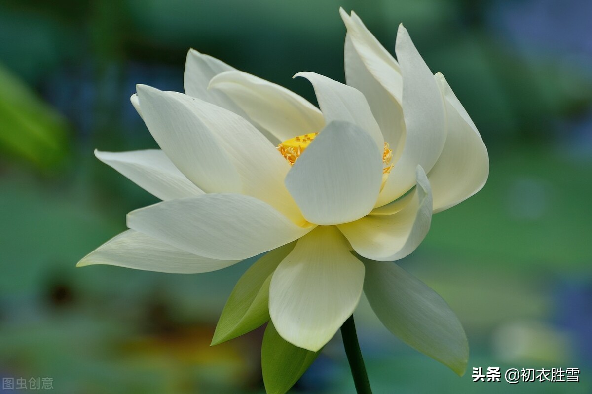 In the beginning of autumn, the cool breeze is coming, six cool breeze ...