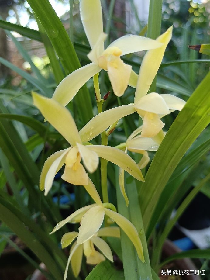 Wen Shao through the ages, Su Xin Yi Lan - iNEWS