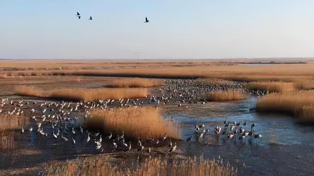 The new face of the Yellow River Beach, a large number of birds choose ...