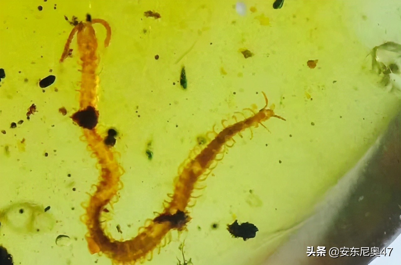 Scientists have discovered centipedes that are only 99 million years ...