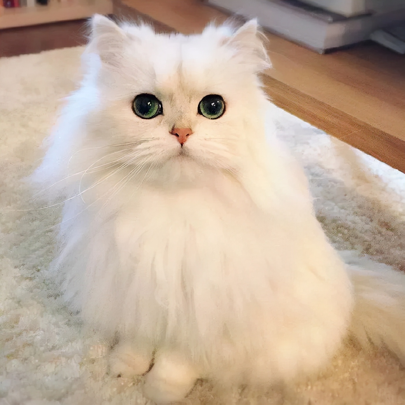 What are the characteristics of purebred Jin Jira cats?Look at these 5 ...