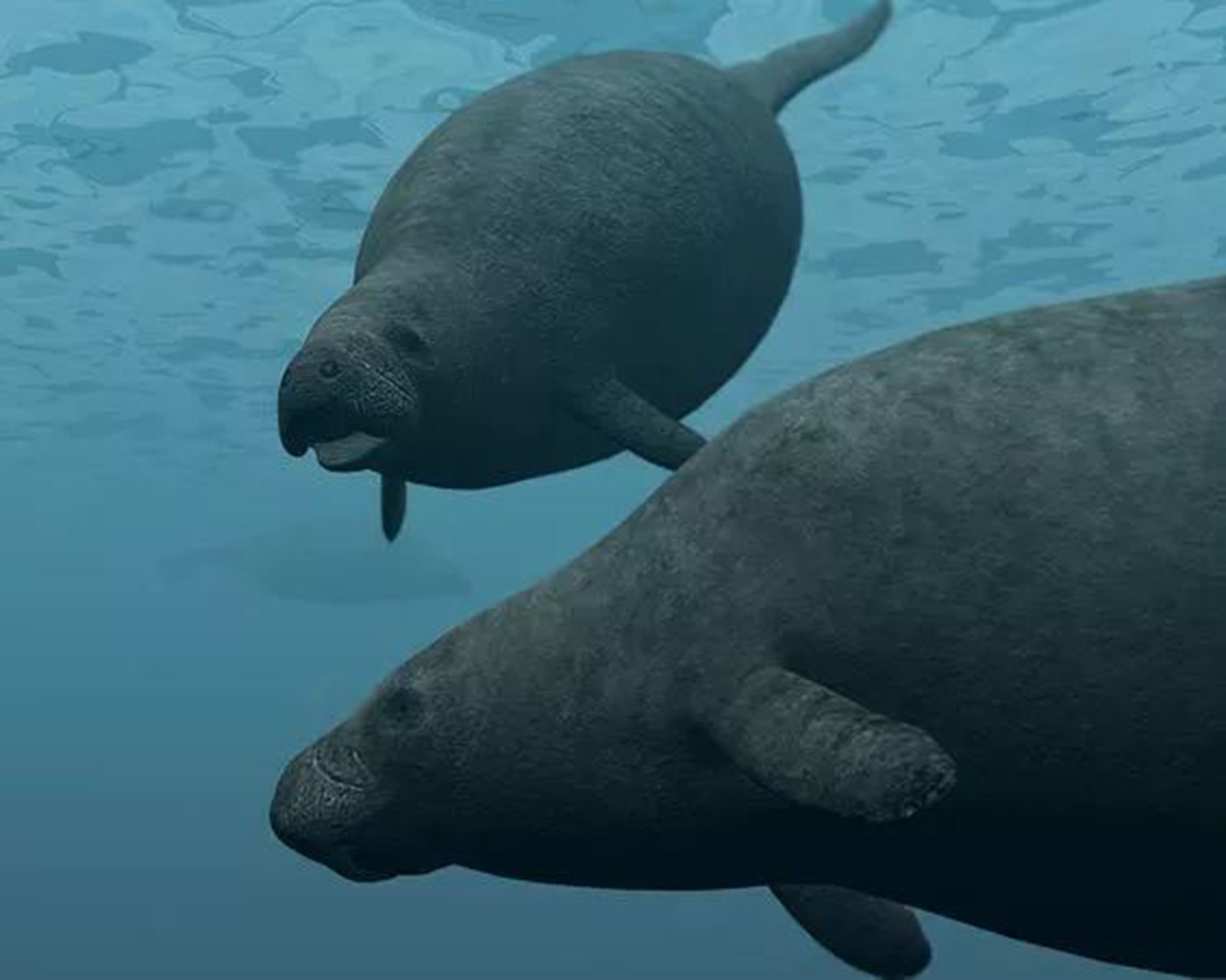 The Stella sea cow, 10 meters long and weighing 10 tons, was eaten to ...