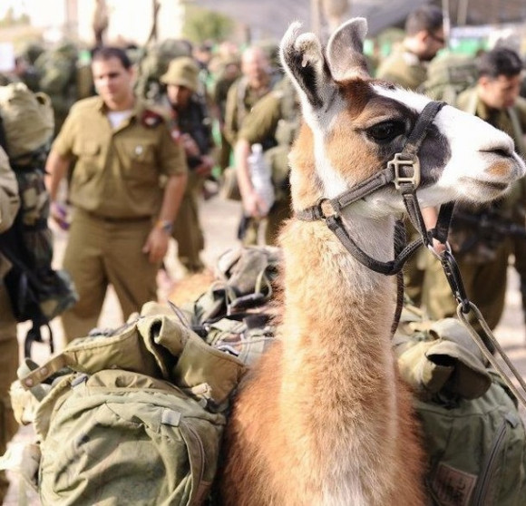 Sacrificed Inca Alpaca: for the gods, for expansion - iNEWS