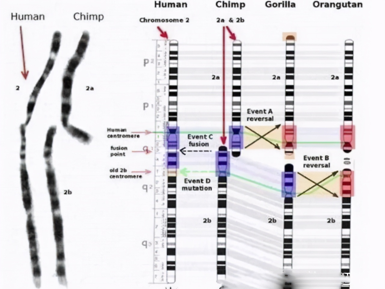 Horses and donkeys have different chromosomes, but can give birth to ...
