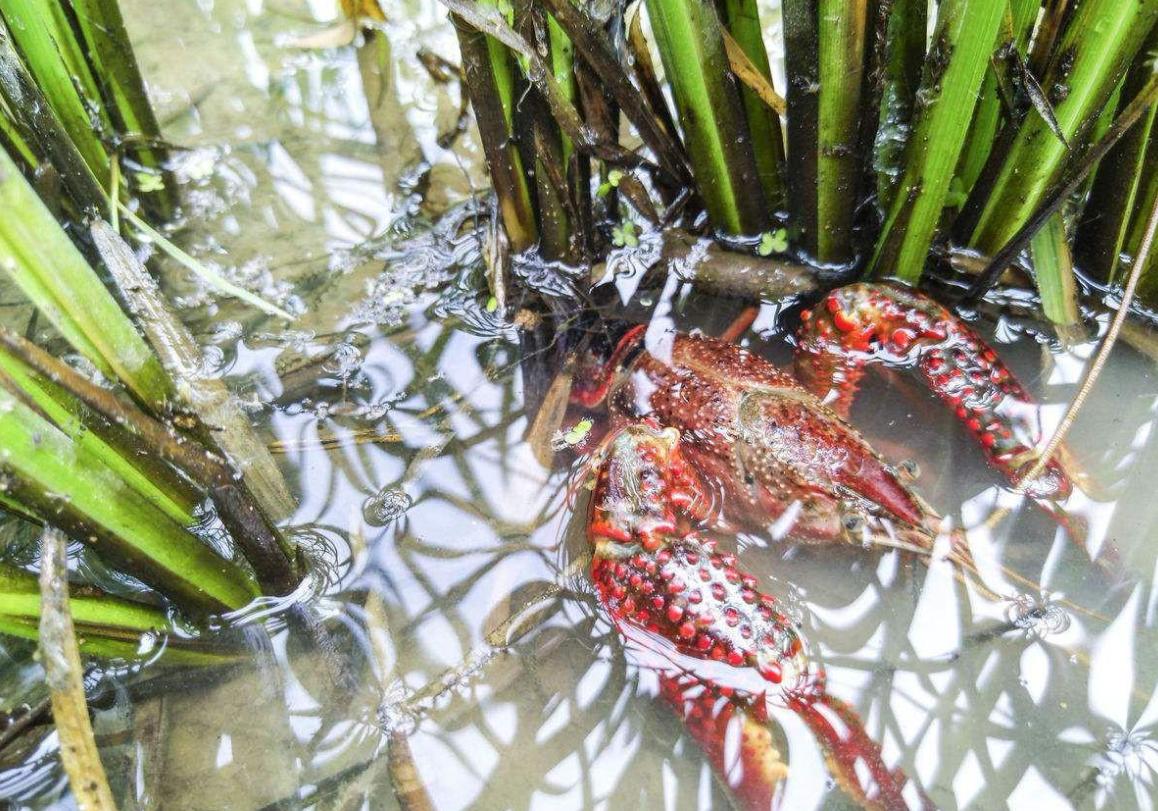 Be vigilant, crayfish spread to 19 provinces, and the human-to-shrimp ...