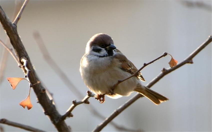 Back then, Chinese sparrows were endangered and they were forced to ...