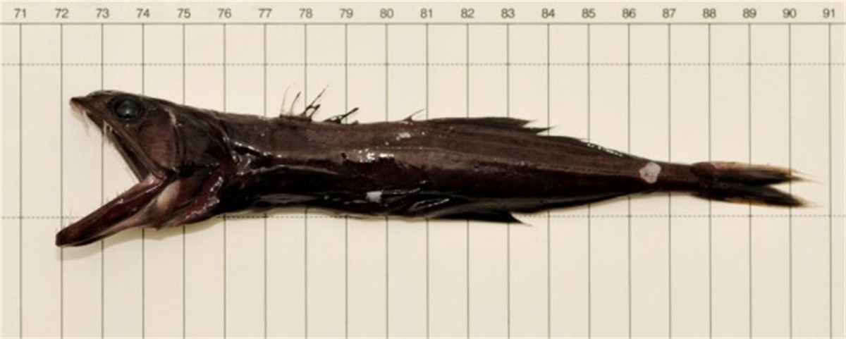 The most terrifying fish in nature, forcibly devouring food 10 times ...