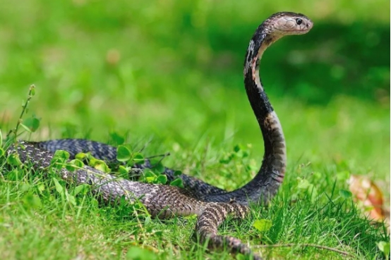How toxic is the five-step snake?Why does it scare many people?Solved ...