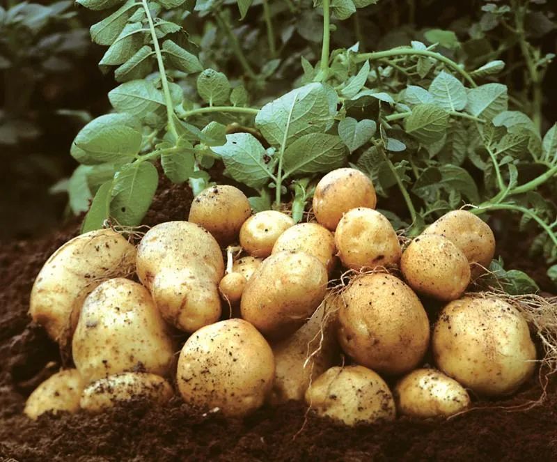 Dreams come true: air buns and potato staple food strategy - iNEWS