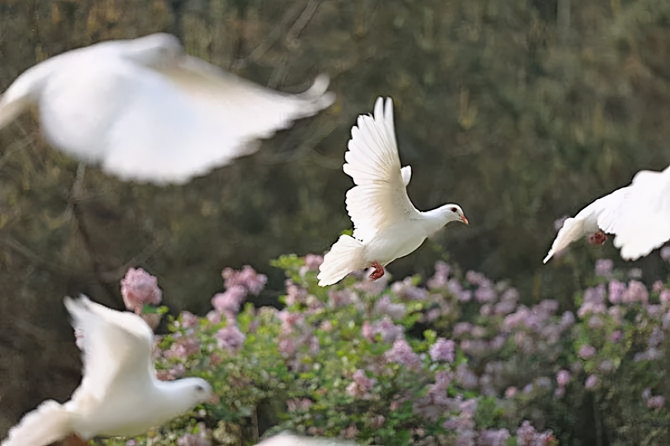 Original Prose: Fly, the dove in my heart - iNEWS