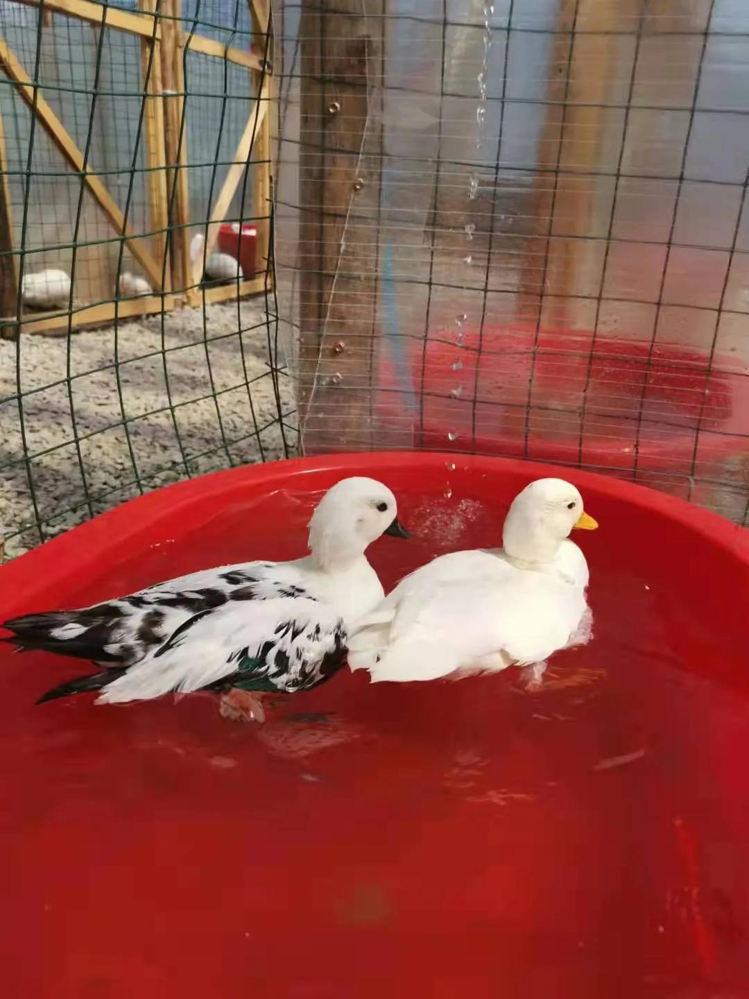 Cole Duck, little called Duck - iNEWS