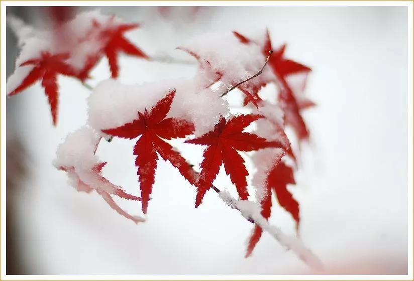 "Yu Bing's Comment on Poems": "Black and White", Author: Ping'er ...