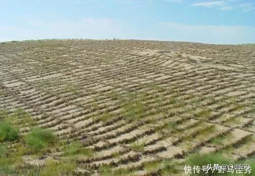 China has upgraded the grass grid to completely solve desertification ...