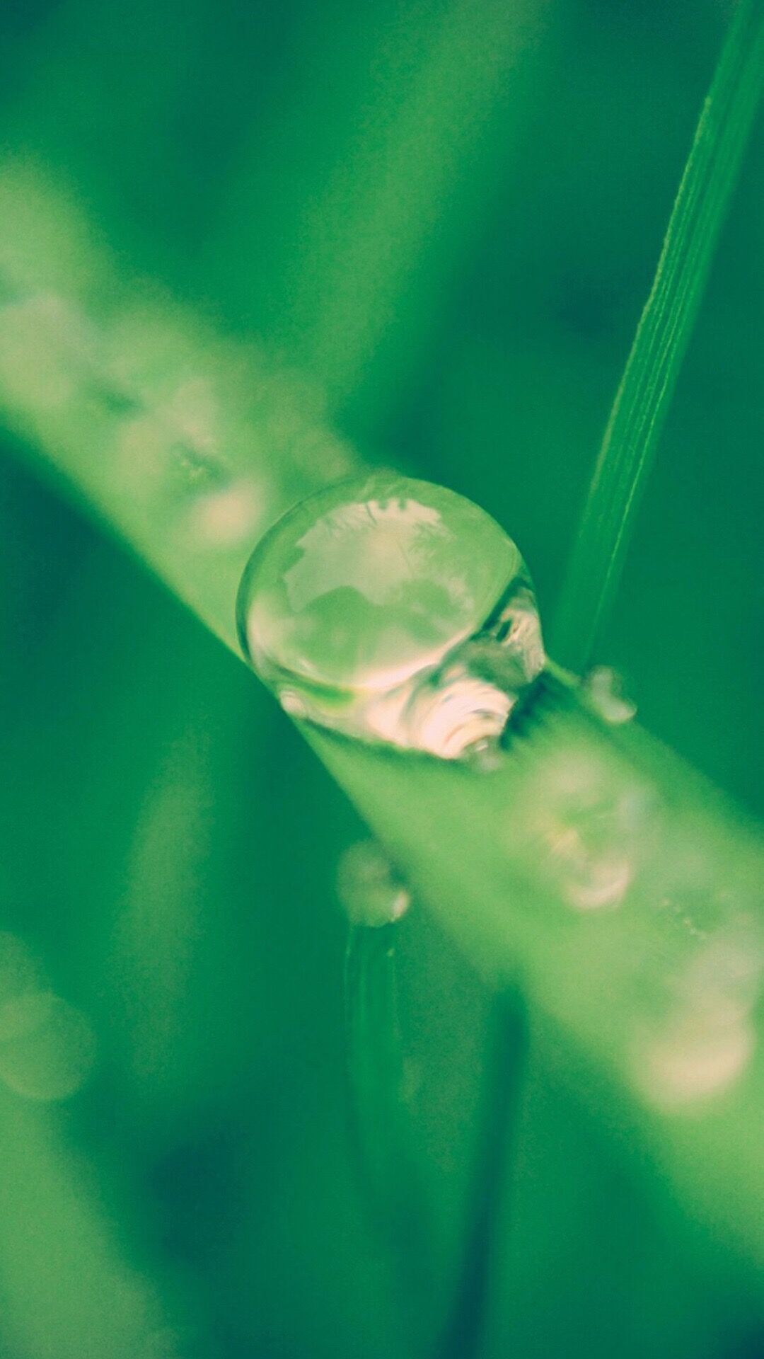 Featured mobile wallpaper No. 116: A touch of green, eye protection - iNEWS