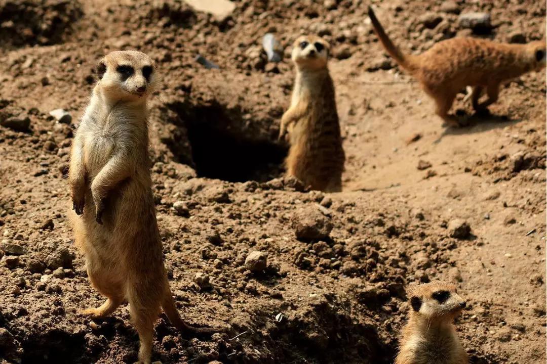 Why does the vicious Meerkat Queen only allow her to mate and give ...